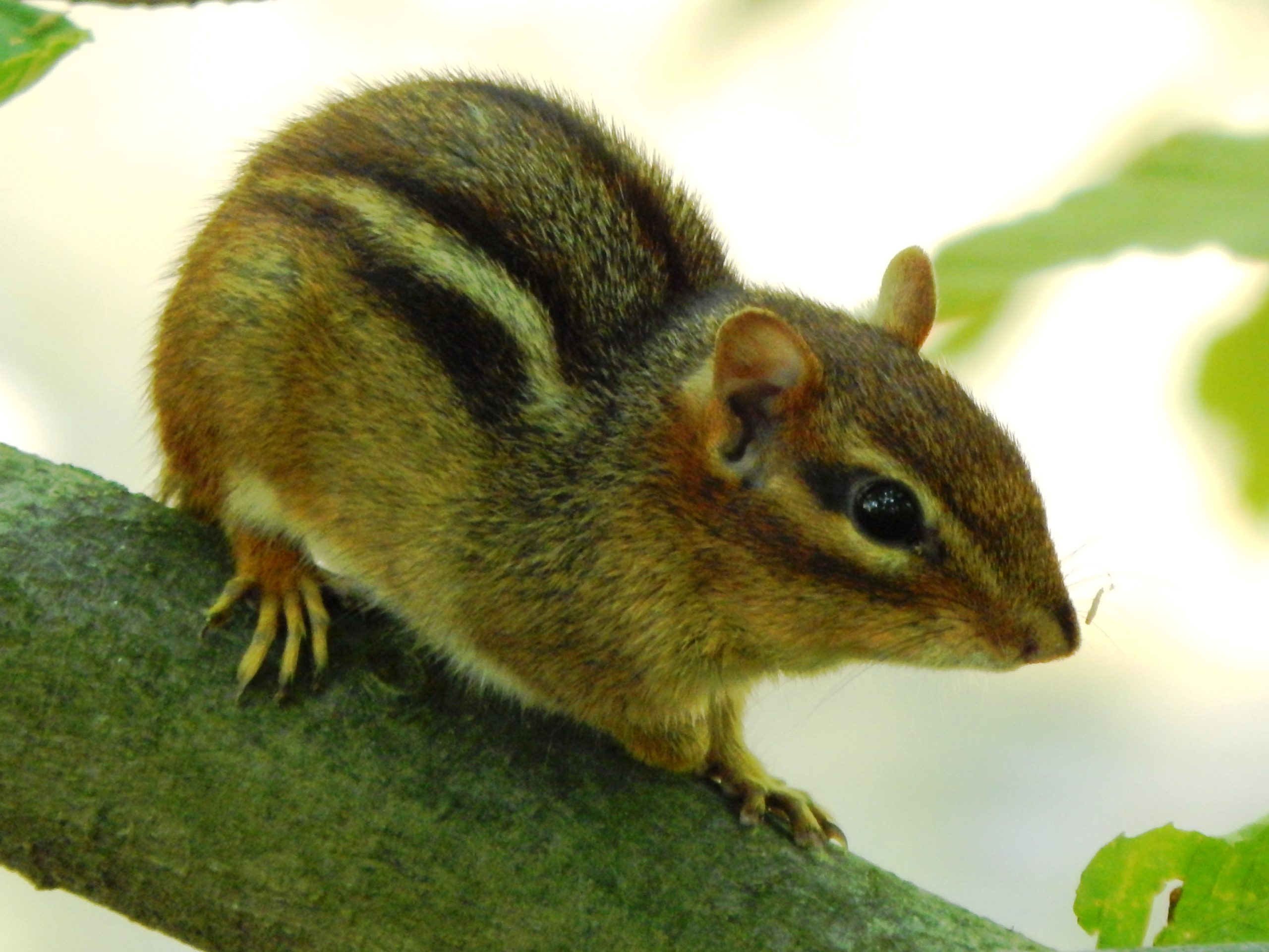 Wildlife Photos gallery – Official Website of Arlington County Virginia ...