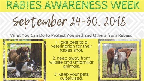 Protect Yourself From Rabies With These 5 Tips – Official Website of ...