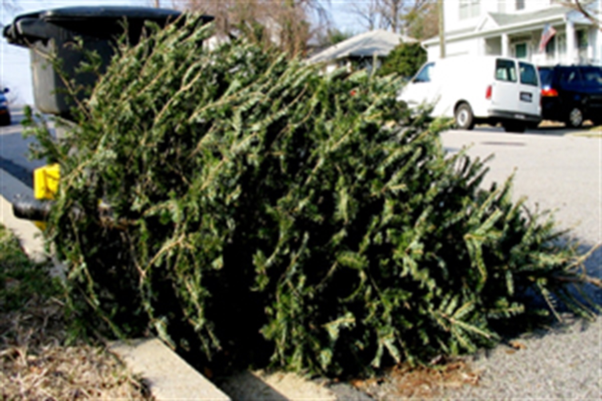 Christmas Tree Collection – Official Website of Arlington County ...