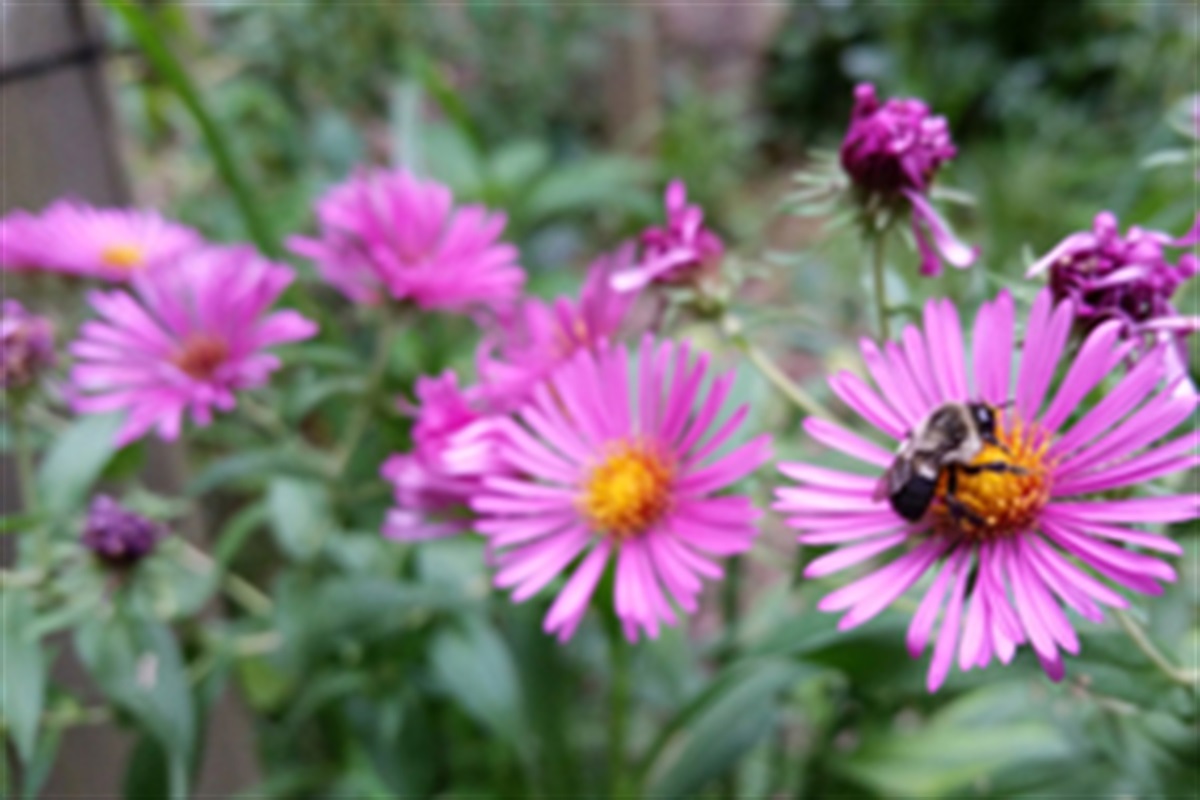 Trees & Natural Resources – Official Website of Arlington County ...