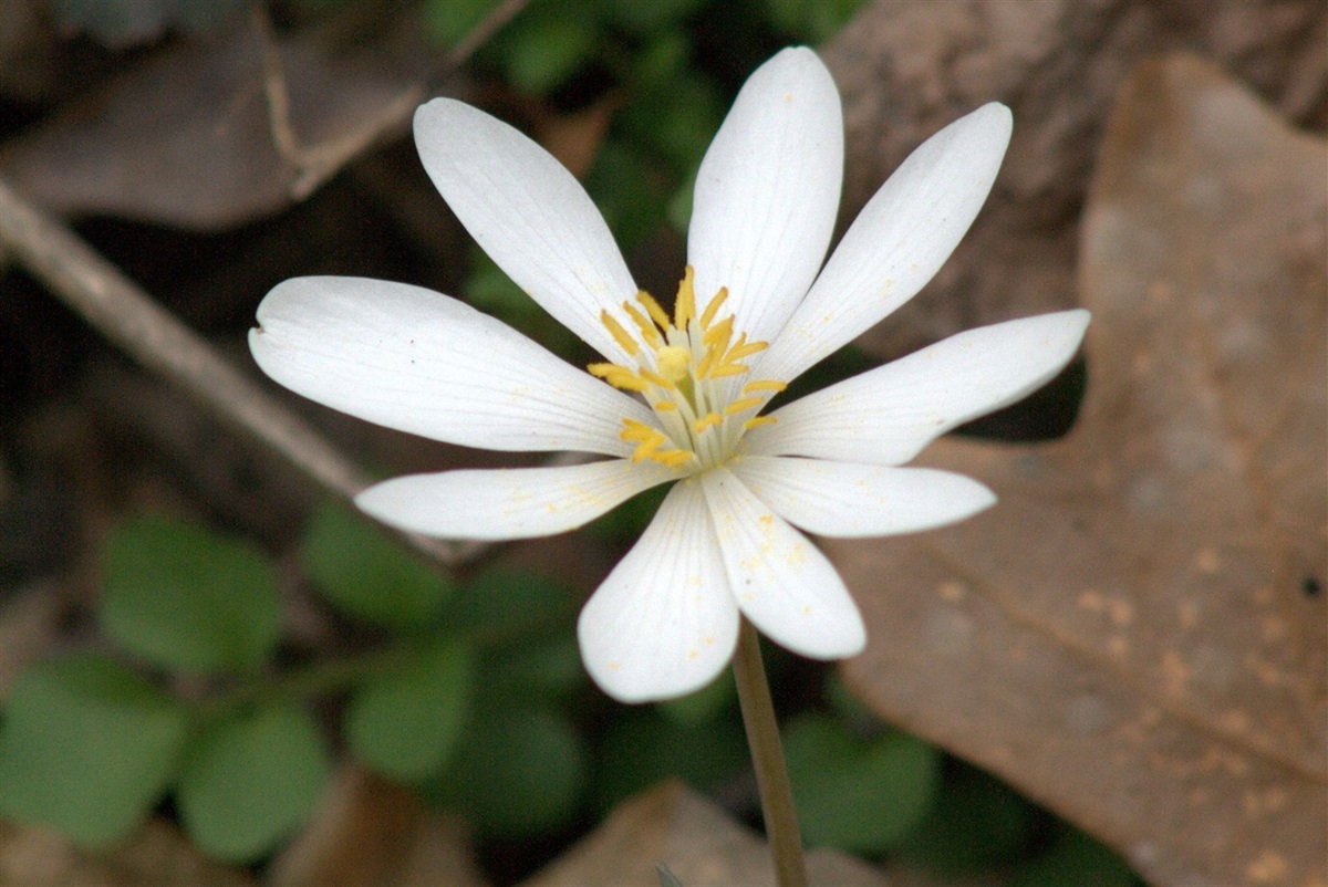 Native Plants – Official Website of Arlington County Virginia Government