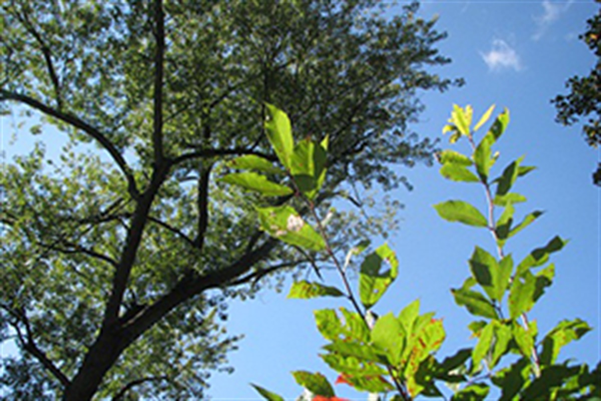 Recommended Trees – Official Website of Arlington County Virginia ...