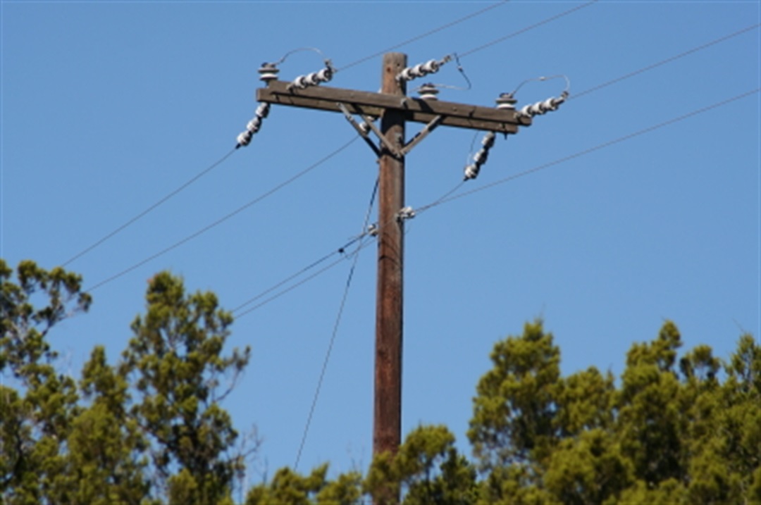 Where Not to Plant Trees – Official Website of Arlington County ...