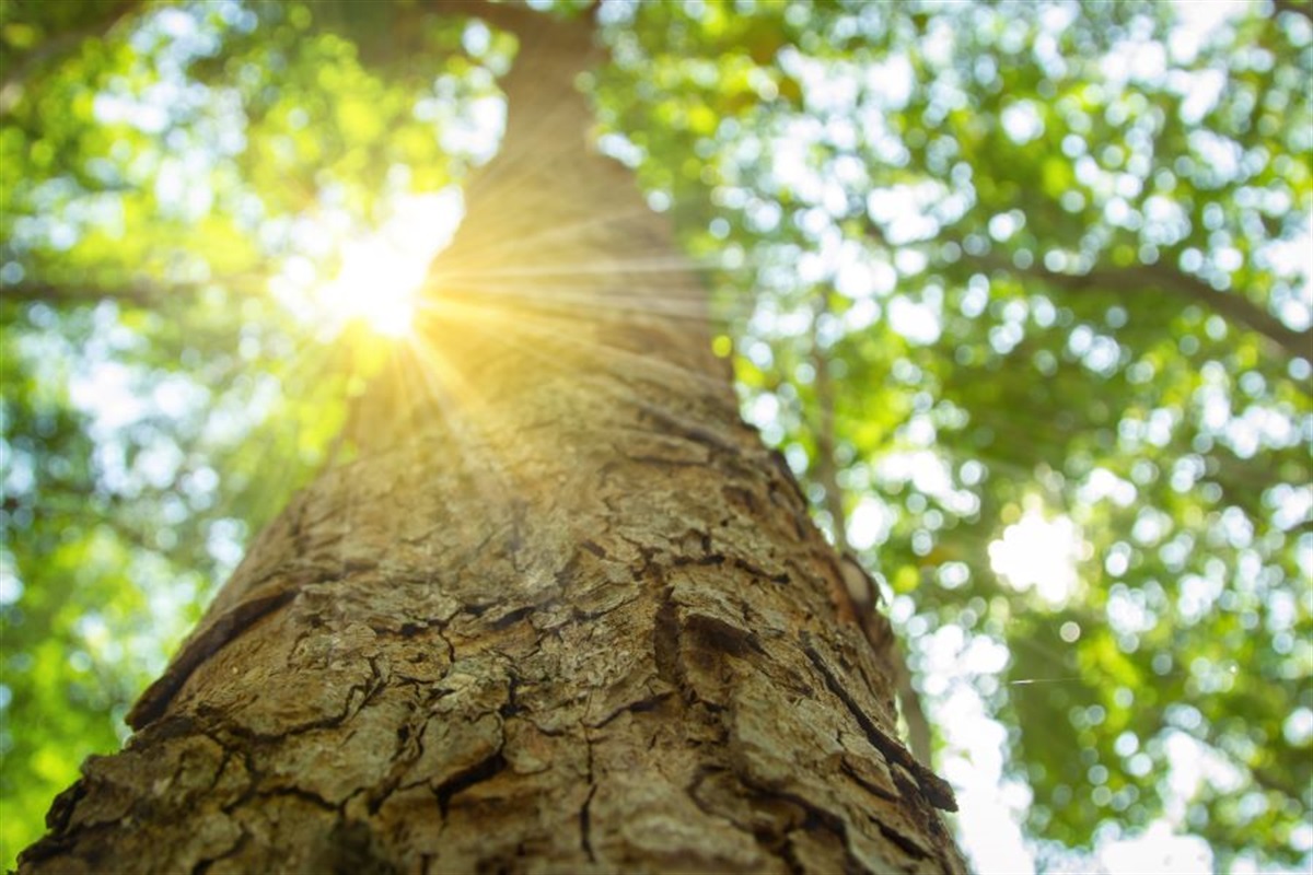 Tree Statistics – Official Website of Arlington County Virginia Government