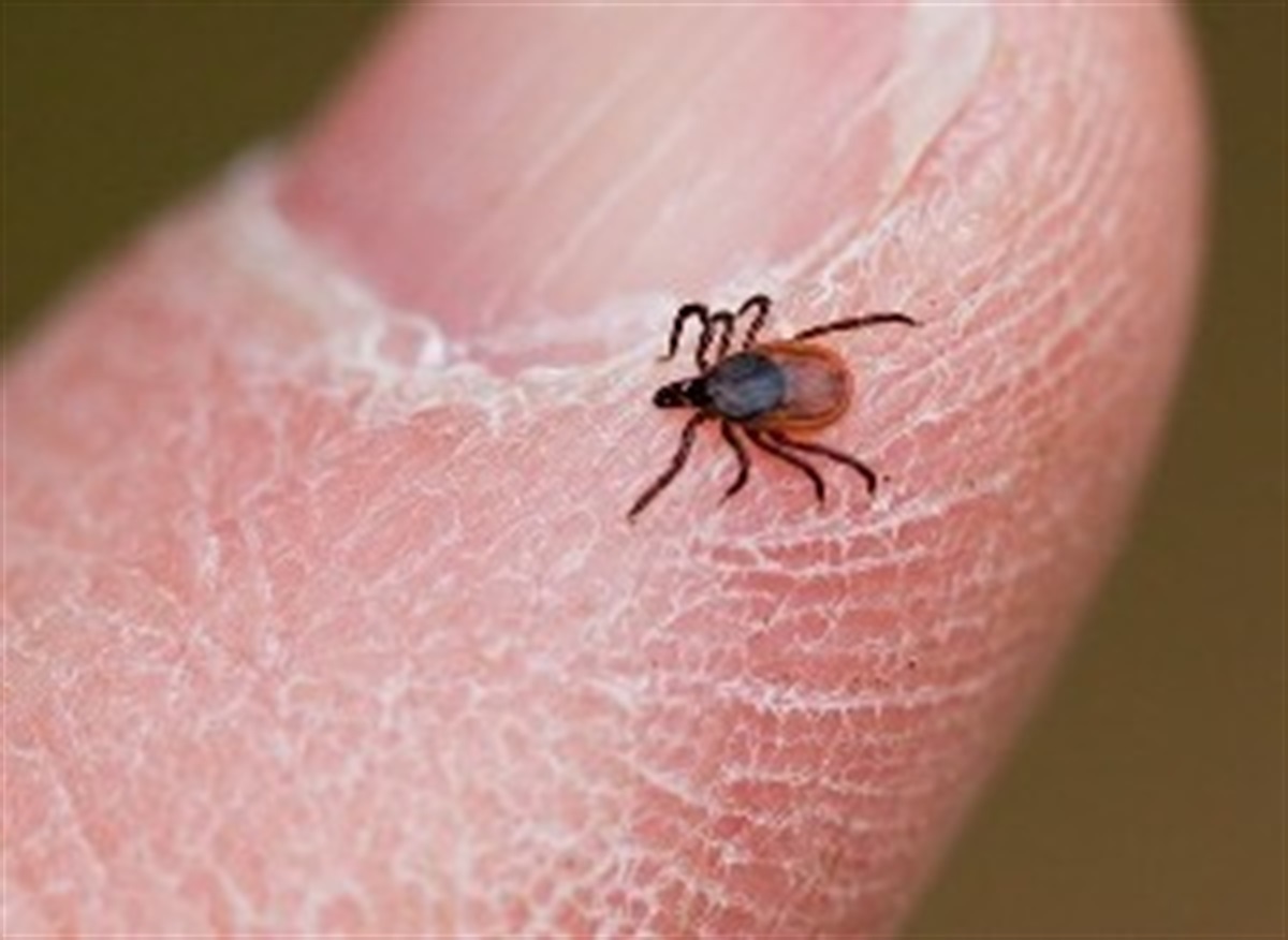 Ticks – Official Website of Arlington County Virginia Government