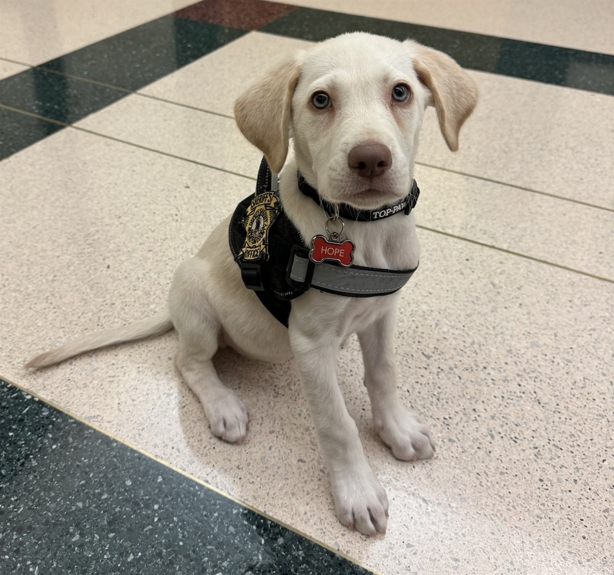 Arlington County Sheriff’s Office Welcomes New K9 Puppy, Hope ...